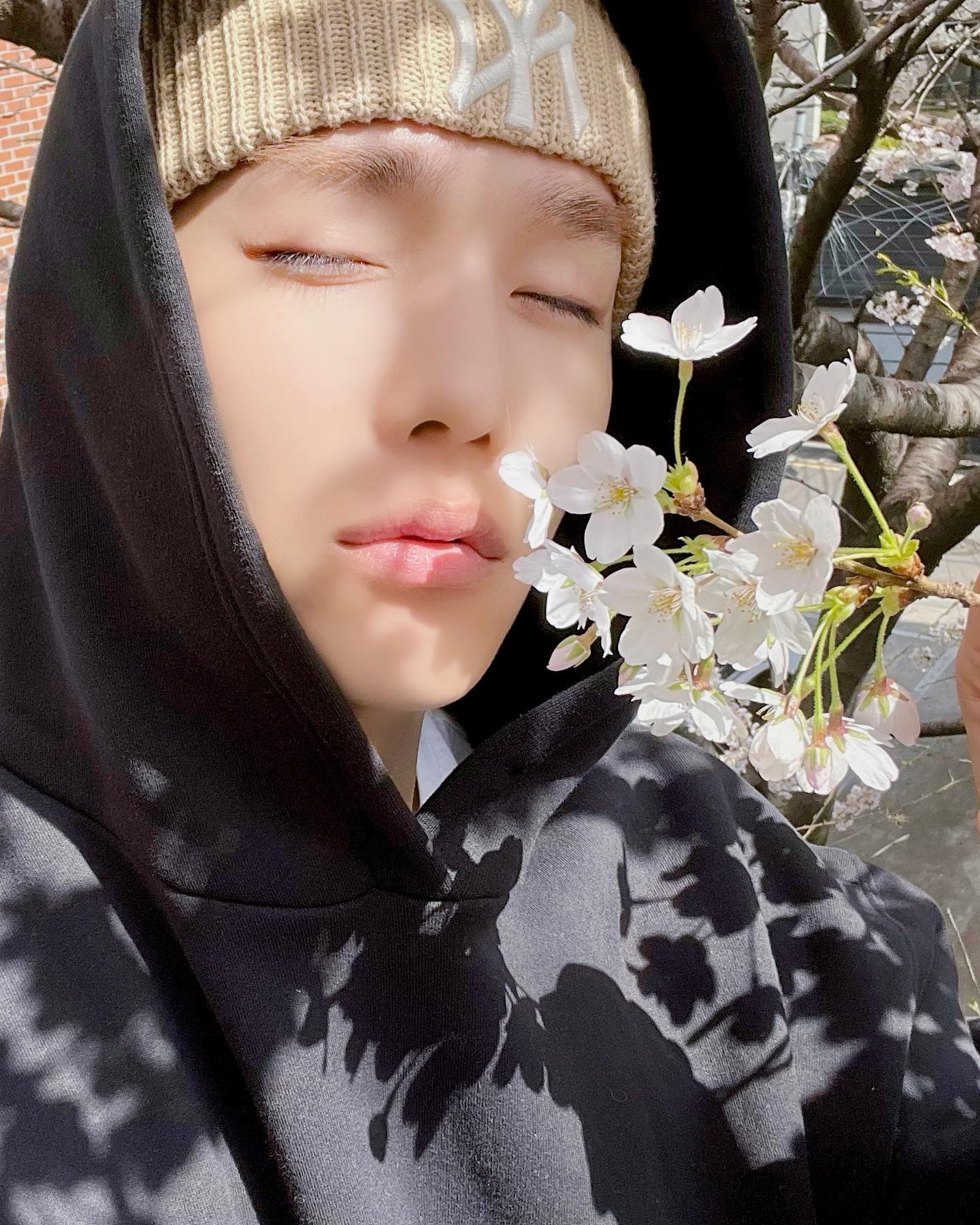 Cix Makes Fans Play The Hidden Picture Game In Annual Cherry Blossom